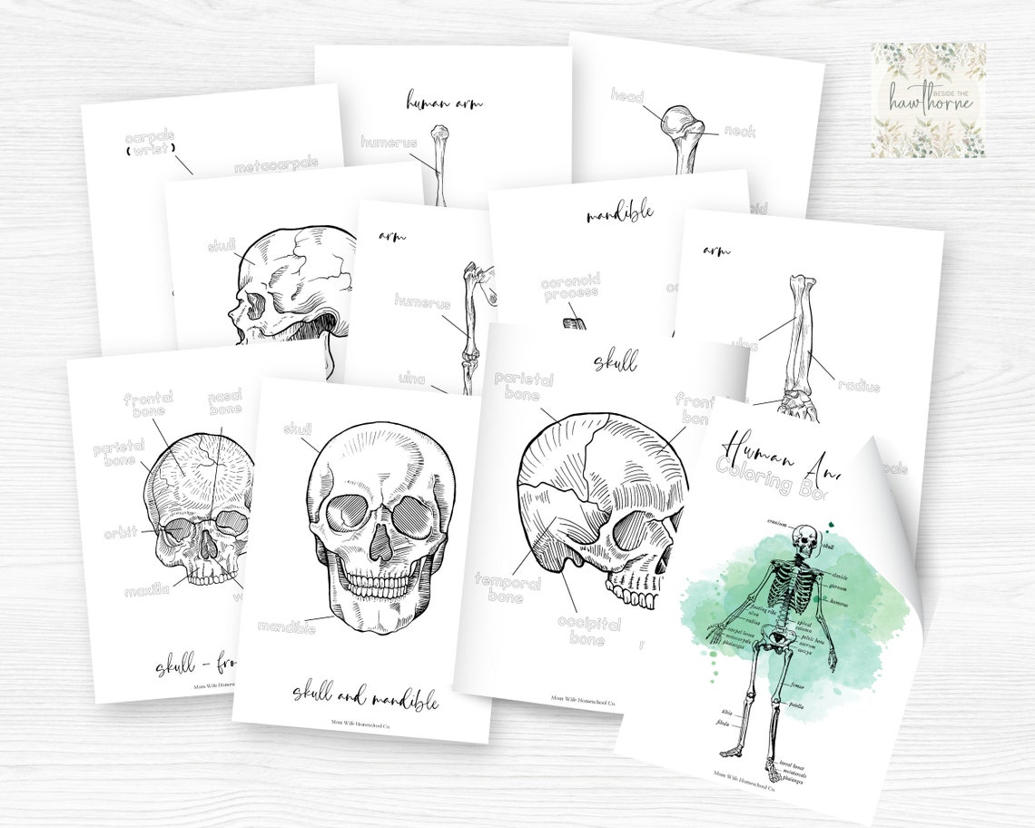 Human Anatomy Worksheets Homeschool Science Coloring Book Coloring ...