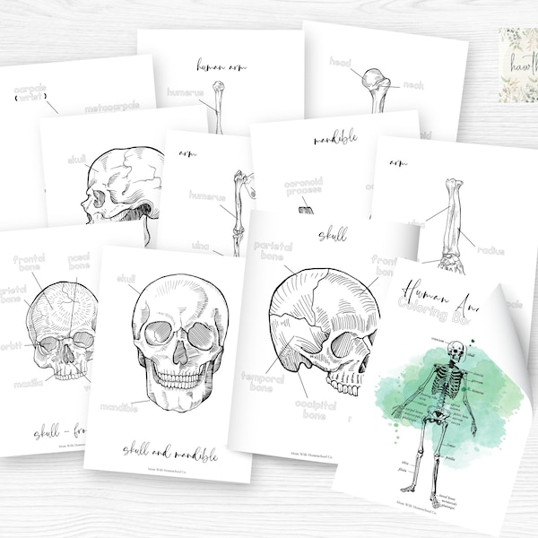 Human Anatomy Printable - Etsy