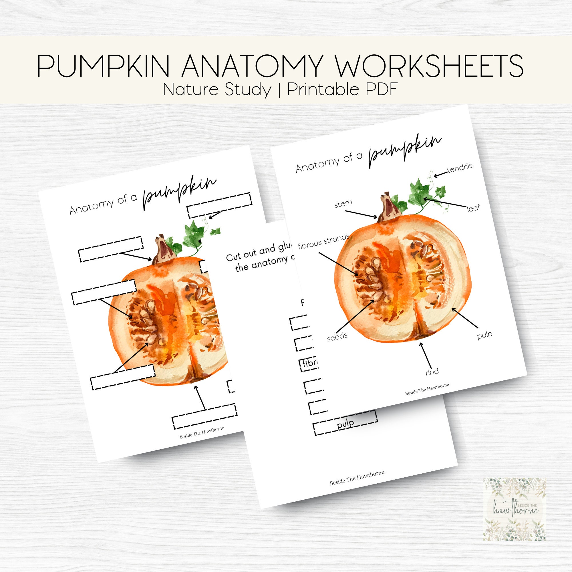 Anatomy of a Pumpkin, Instant Download | Pumpkin Anatomy | Nature Study ...