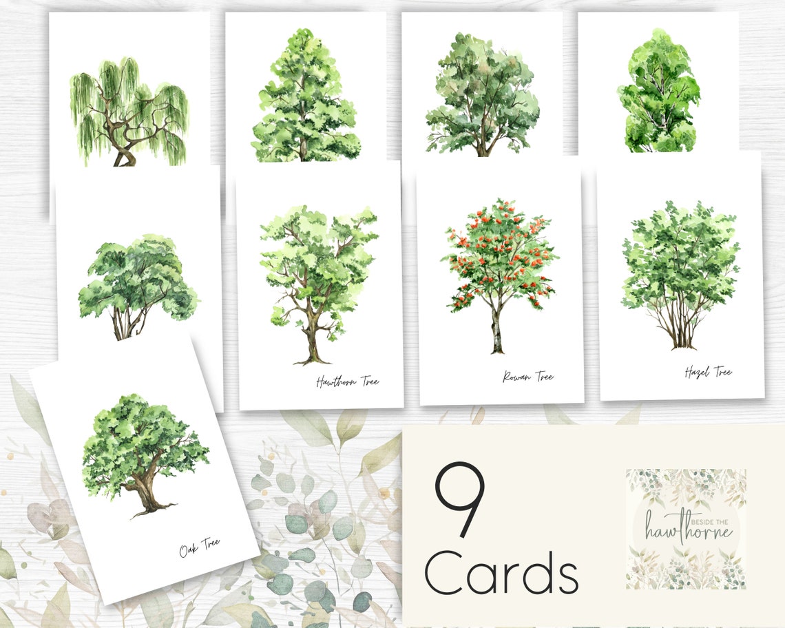 Tree Identification Flashcards, Nature Study Flash Cards, Nature ...