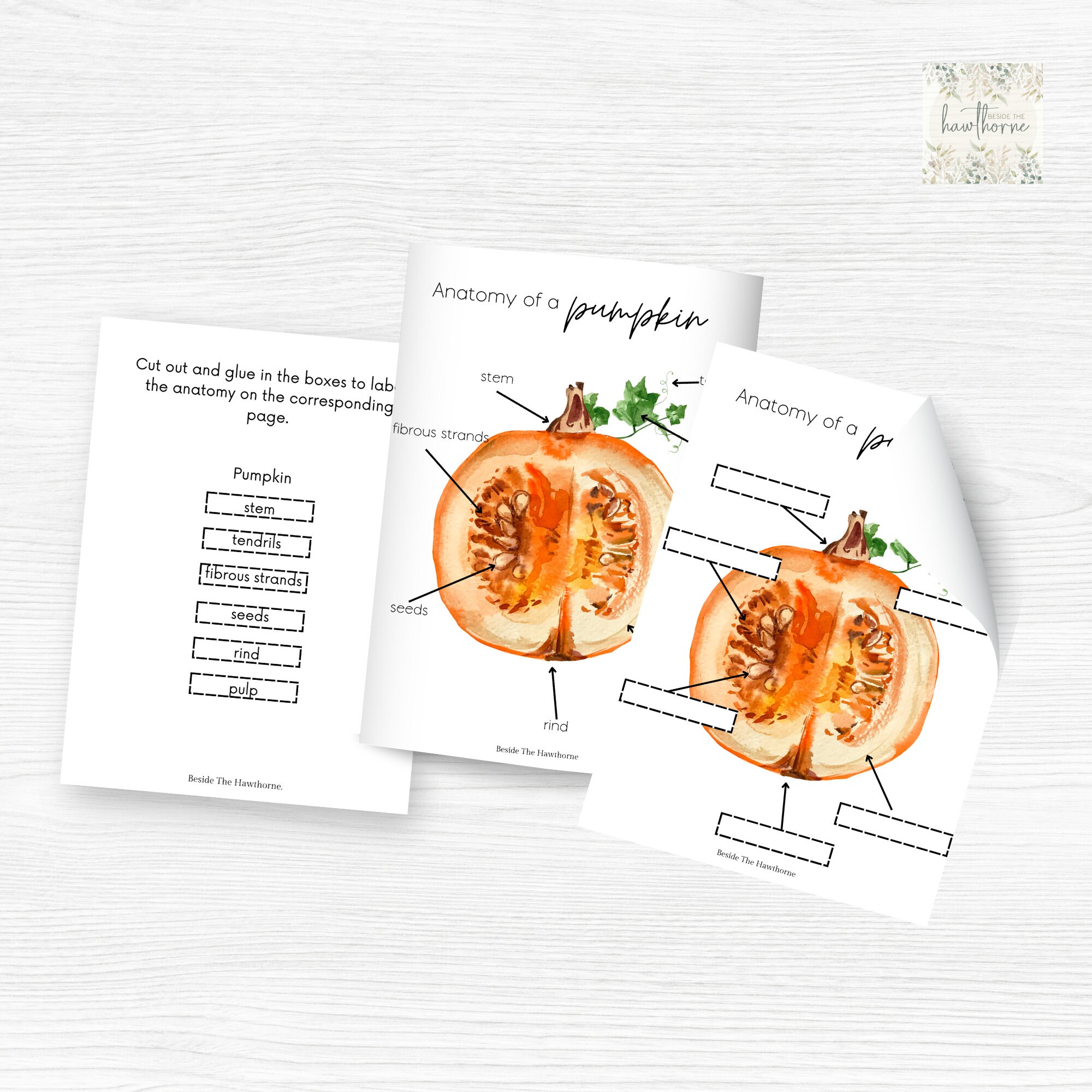 Anatomy of a Pumpkin, Instant Download | Pumpkin Anatomy | Nature Study ...