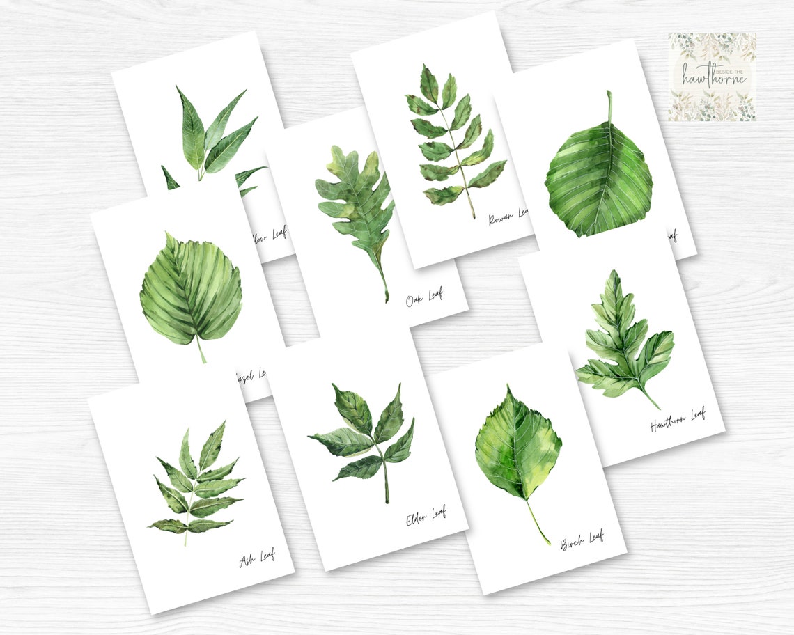 Leaf Identification Flashcards Nature Study Flash Cards - Etsy