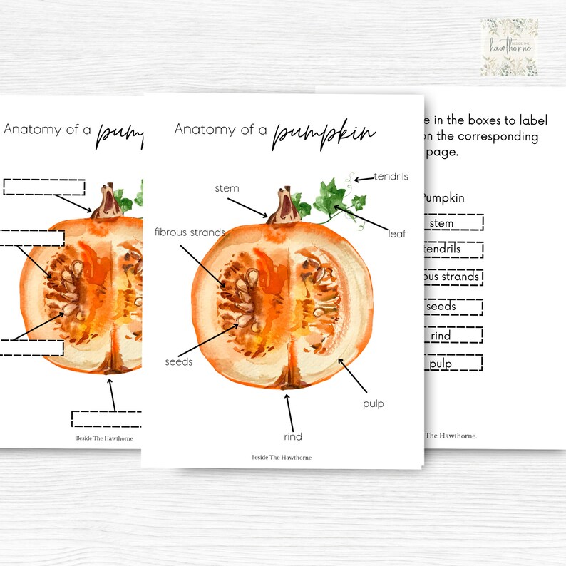 Anatomy of a Pumpkin, Instant Download Pumpkin Anatomy Nature Study ...