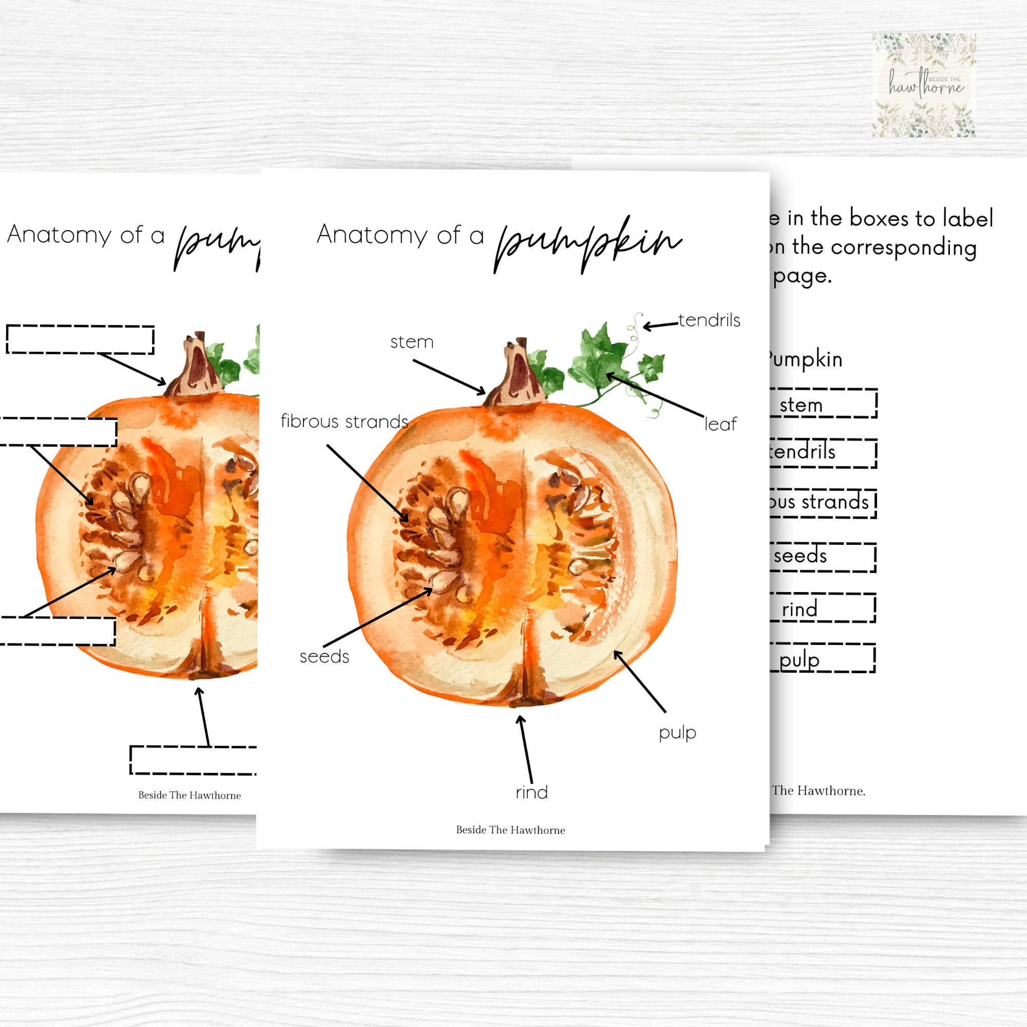 Anatomy of a Pumpkin, Instant Download Pumpkin Anatomy Nature Study ...