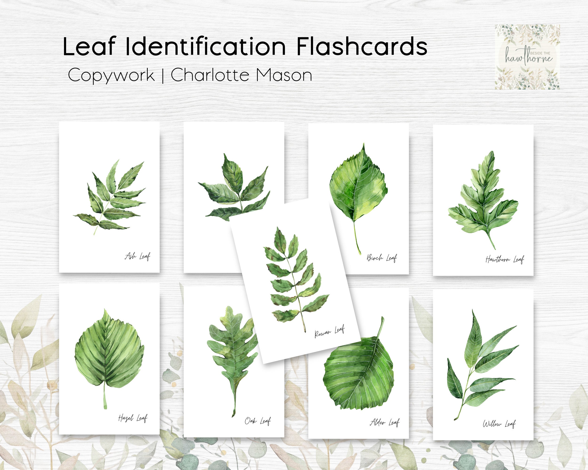 Leaf Identification Flashcards, Nature Study Flash Cards, Nature ...
