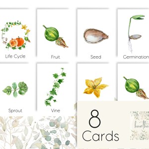 Pumpkin Life Cycle Flashcards, Nature Study Flash Cards, Nature ...