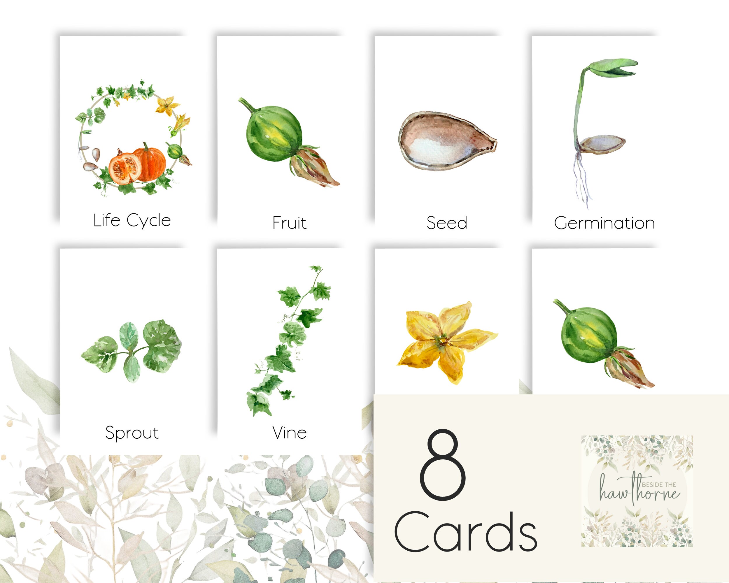 Pumpkin Life Cycle Flashcards, Nature Study Flash Cards, Nature ...