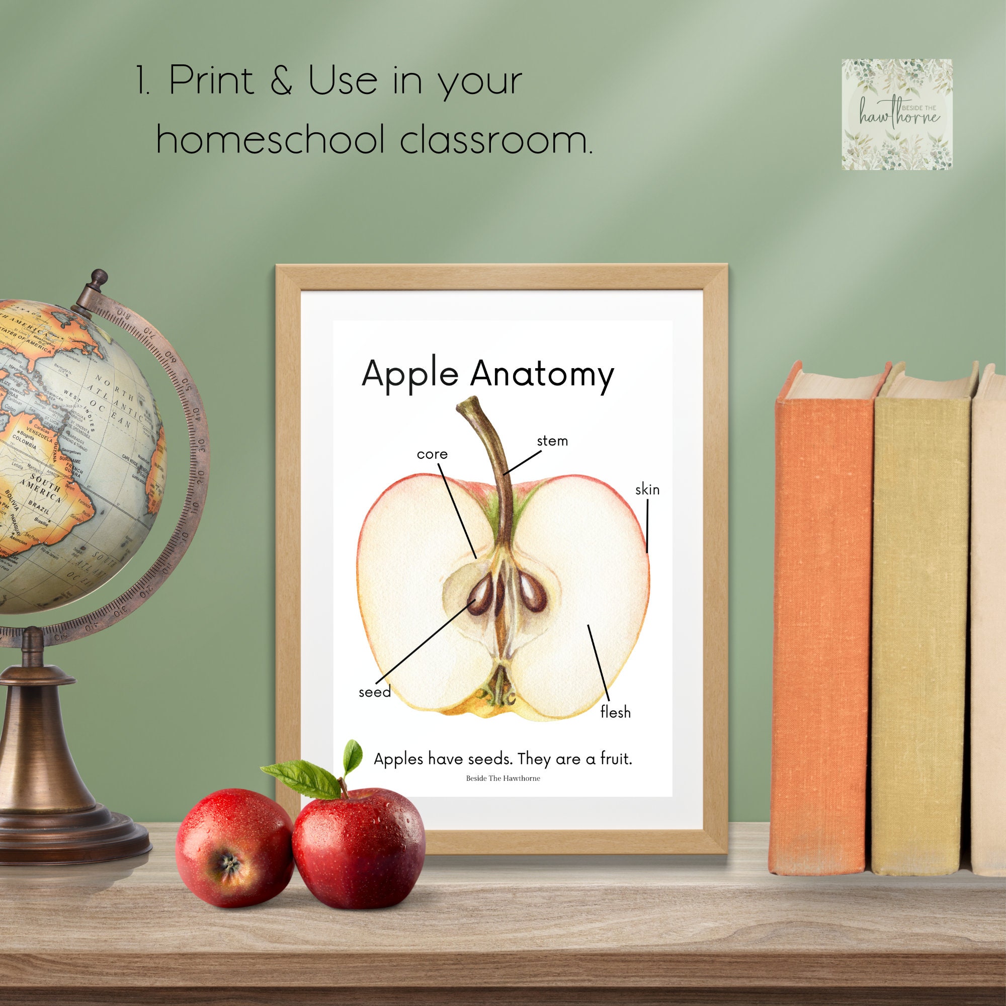 Apple Anatomy Worksheets | Nature Study | Anatomy of an Apple ...