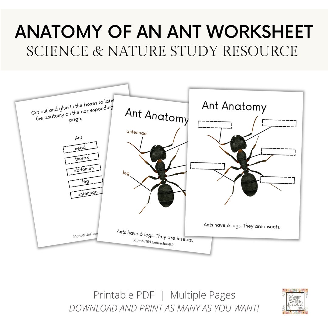 Ant Anatomy Nature Study Worksheet Charlotte Mason - Etsy