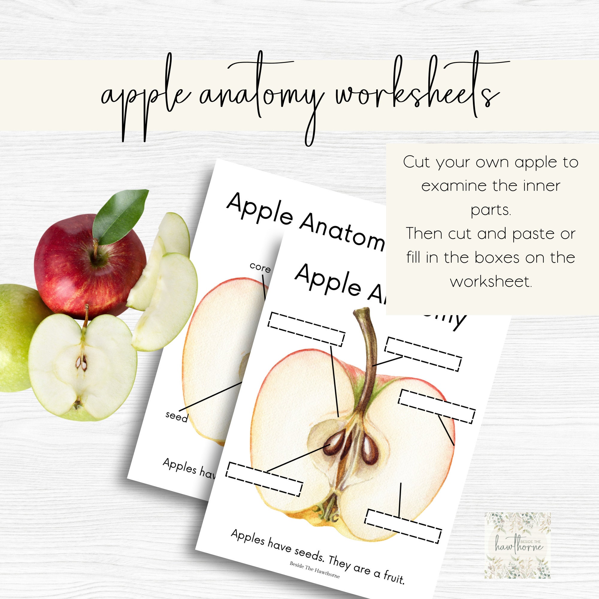 Apple Anatomy Worksheets | Nature Study | Anatomy of an Apple ...