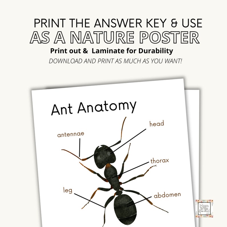 Ant Anatomy Nature Study Worksheet Charlotte Mason - Etsy