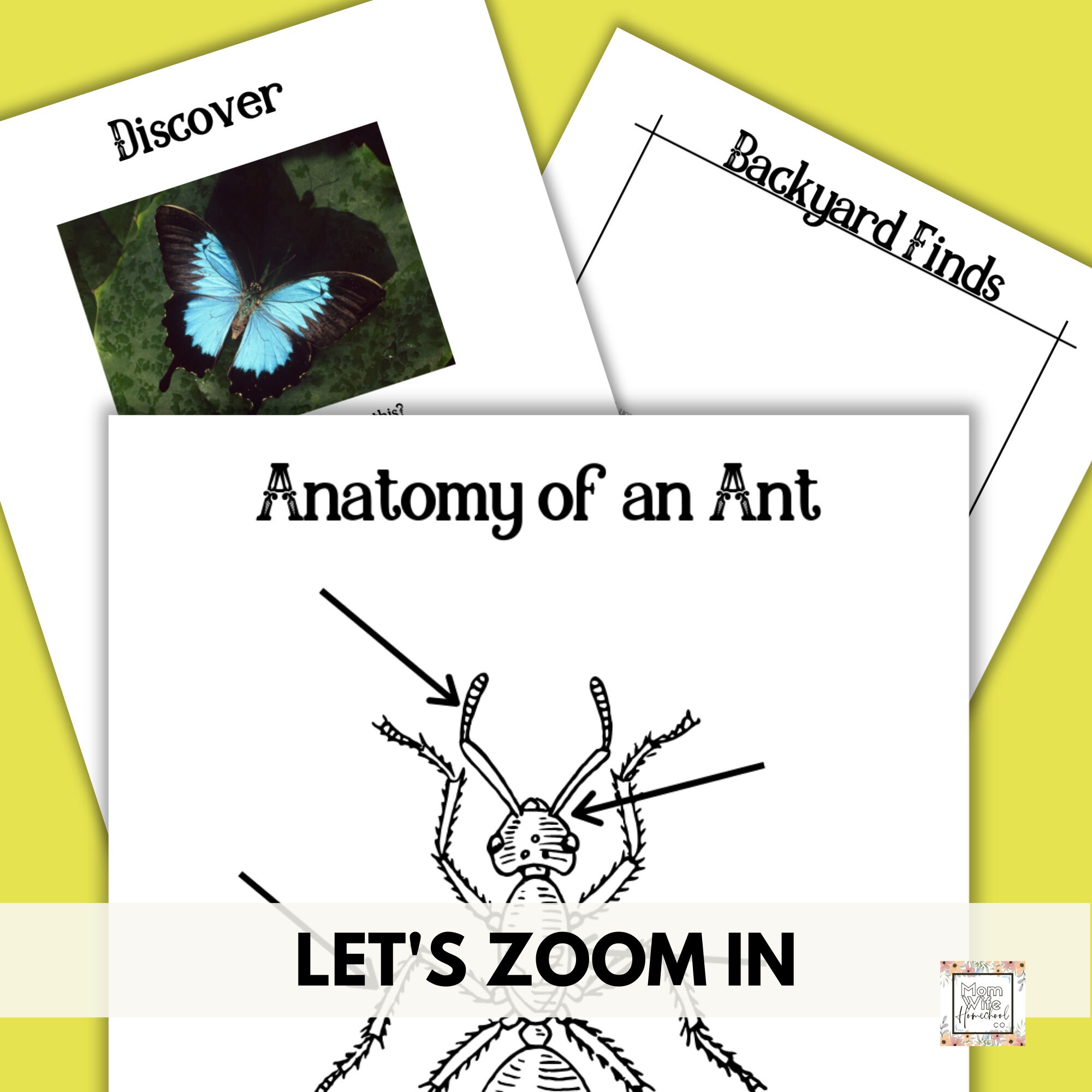 Insect Nature Study Insect Worksheet Homeschool Worksheets Charlotte ...