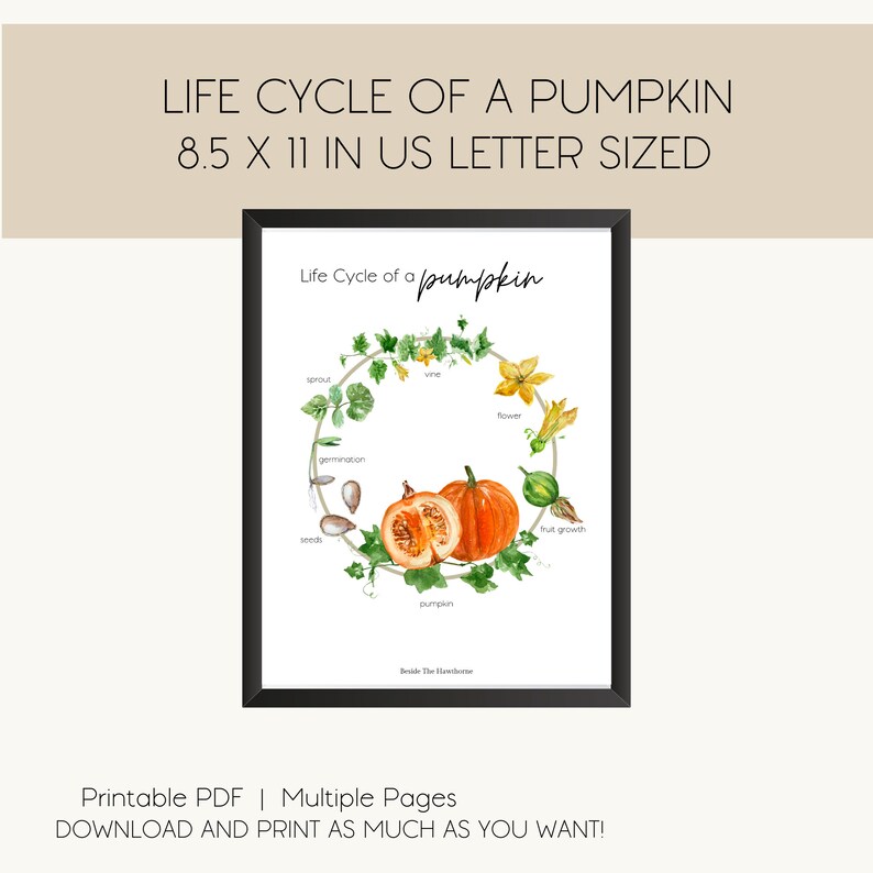 Pumpkin Life Cycle, Pumpkin Unit Study, Charlotte Mason, Fall Nature ...