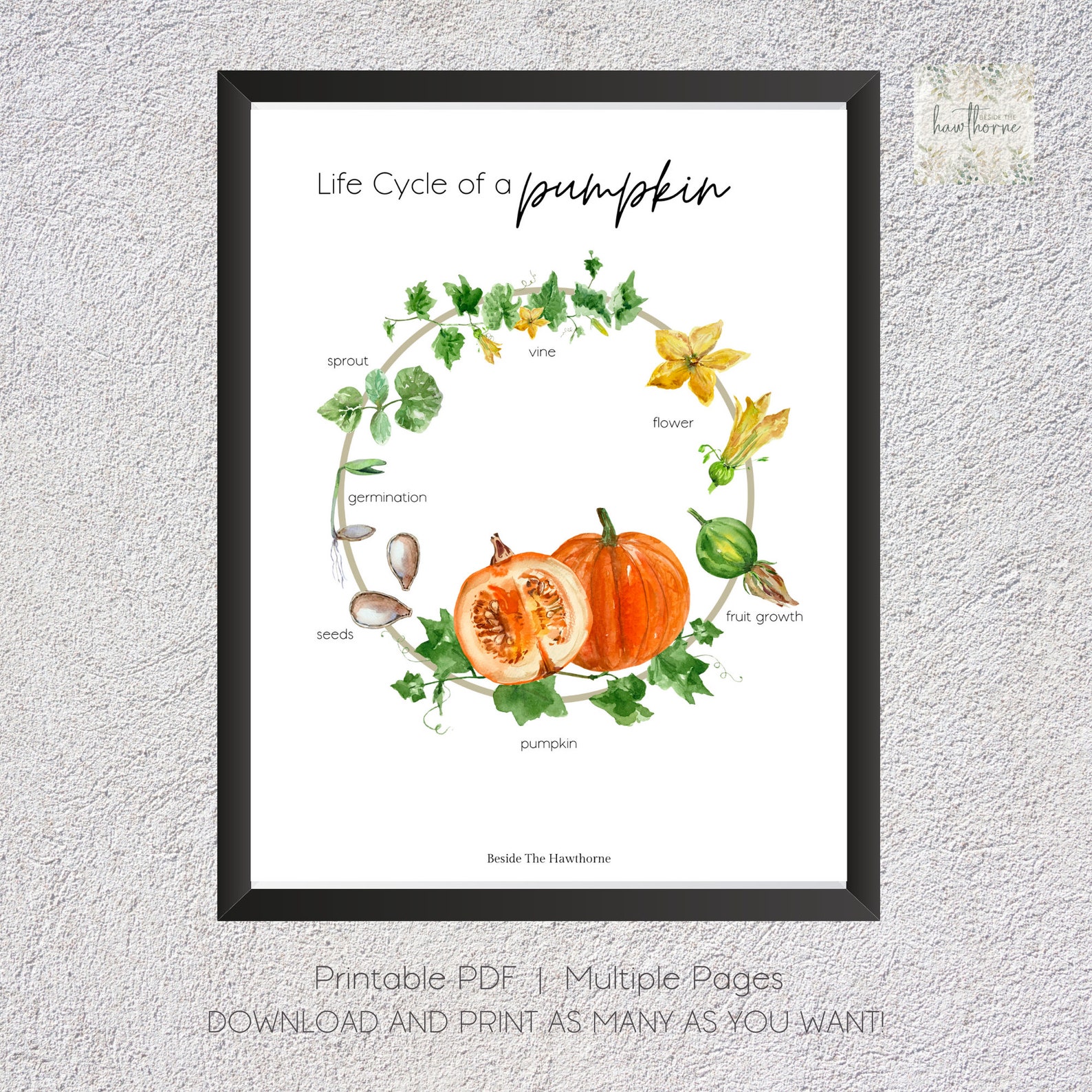 Pumpkin Life Cycle, Pumpkin Unit Study, Charlotte Mason, Fall Nature ...