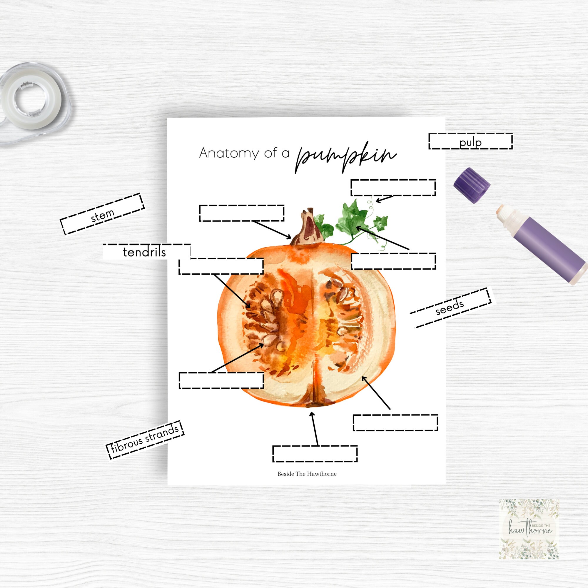 Anatomy of a Pumpkin, Instant Download | Pumpkin Anatomy | Nature Study ...