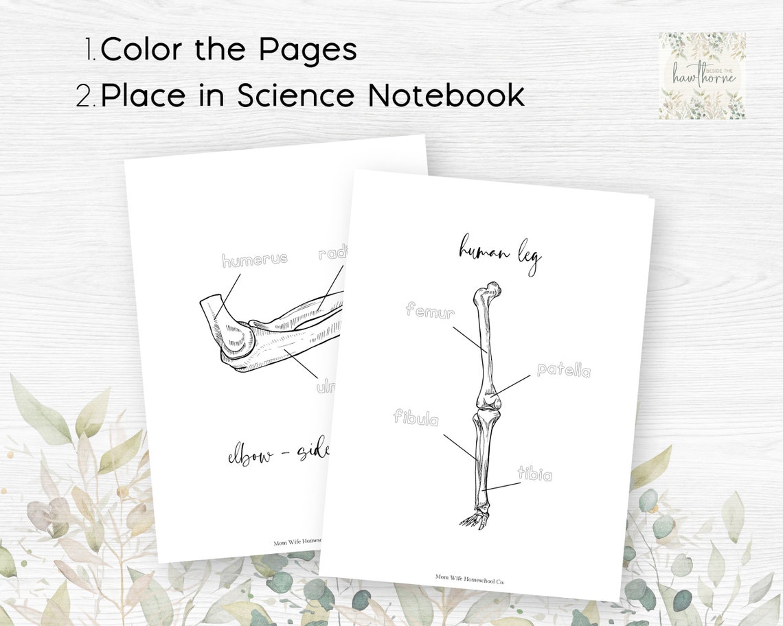 Human Anatomy Worksheets Homeschool Science Coloring Book Coloring ...