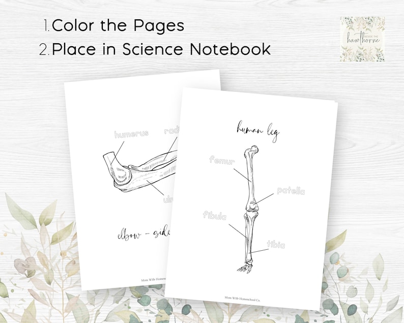 Human Anatomy Worksheets | Homeschool Science | Coloring Book ...