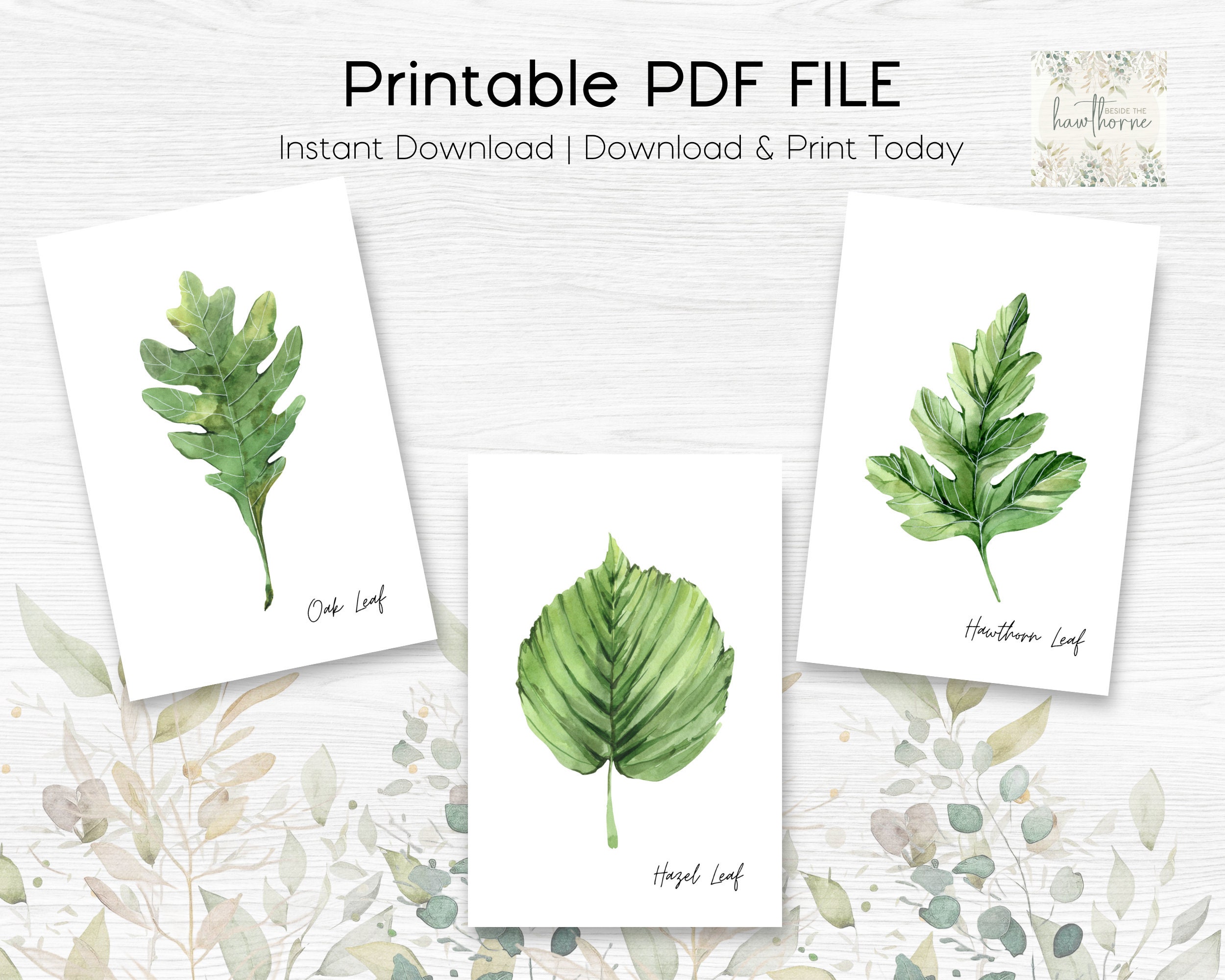 Leaf Identification Flashcards, Nature Study Flash Cards, Nature ...