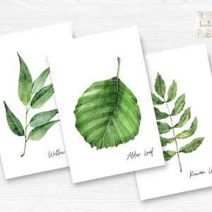 Leaf Identification Flashcards, Nature Study Flash Cards, Nature ...