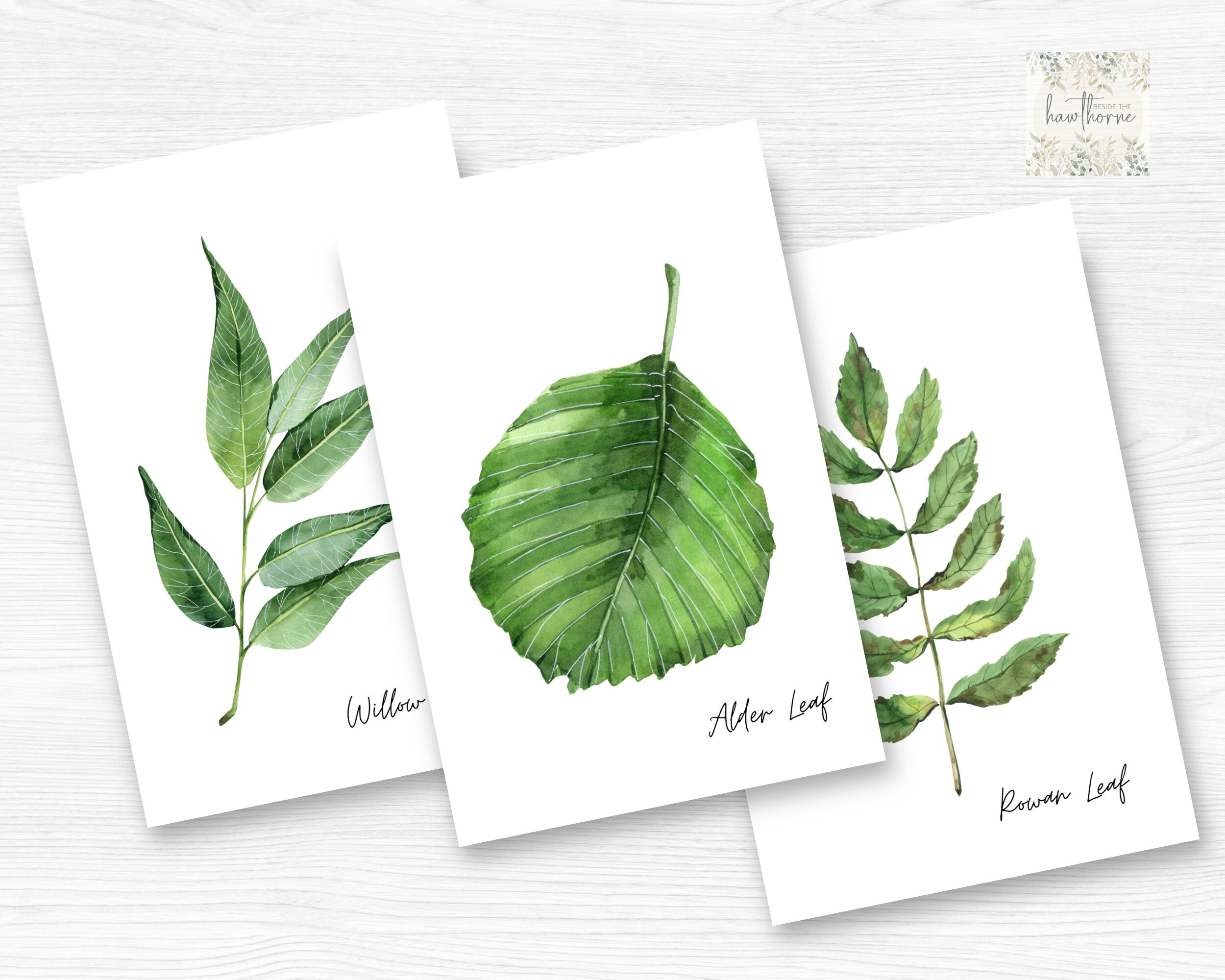 Leaf Identification Flashcards, Nature Study Flash Cards, Nature ...
