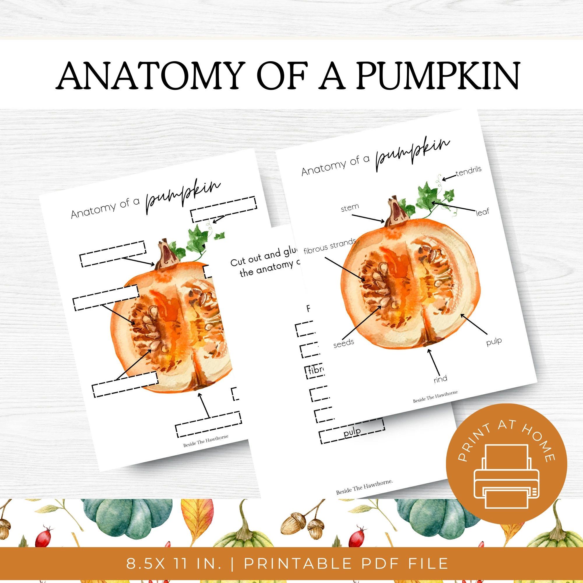 Anatomy of a Pumpkin, Instant Download | Pumpkin Anatomy | Nature Study ...