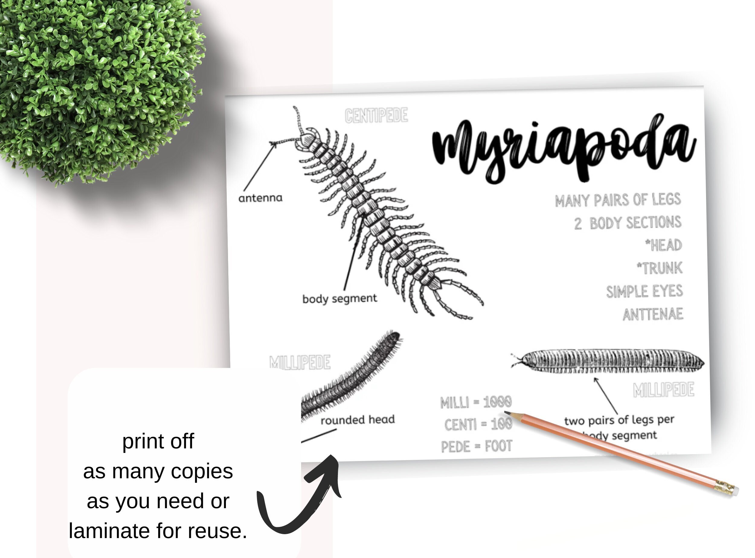 Arthropods Coloring Sheets, Insects Coloring Pages, Printables Science ...