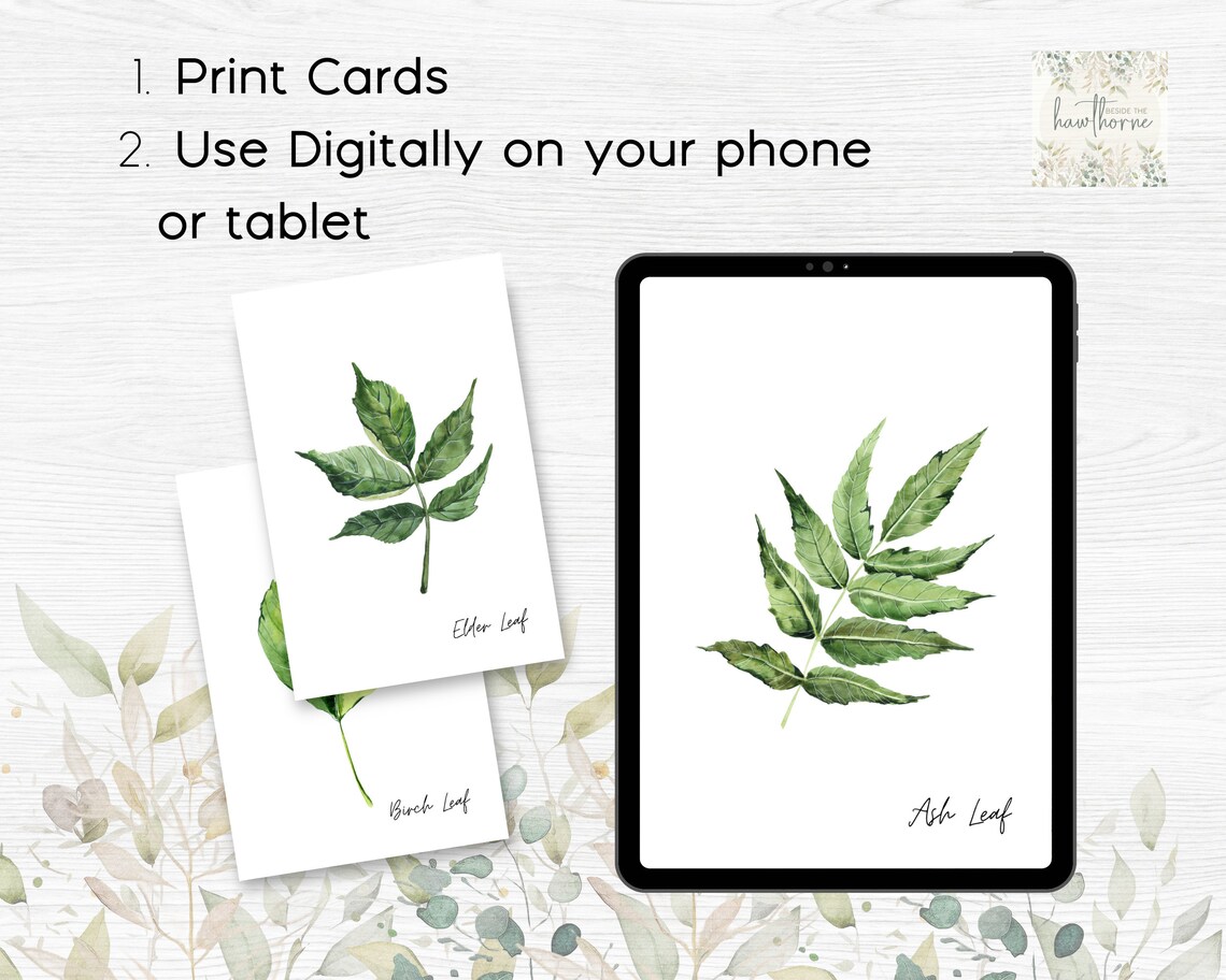 Leaf Identification Flashcards Nature Study Flash Cards - Etsy