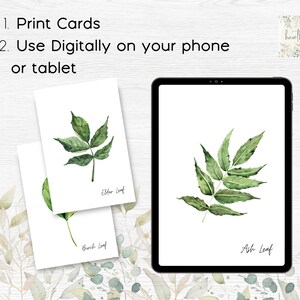 Leaf Identification Flashcards, Nature Study Flash Cards, Nature ...