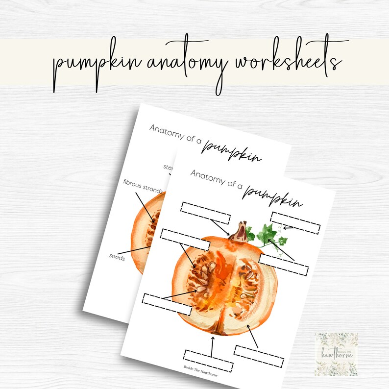 Anatomy of a Pumpkin, Instant Download Pumpkin Anatomy Nature Study ...