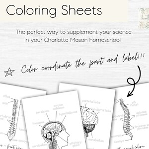 Human Anatomy Worksheets | Homeschool Science | Coloring Book ...