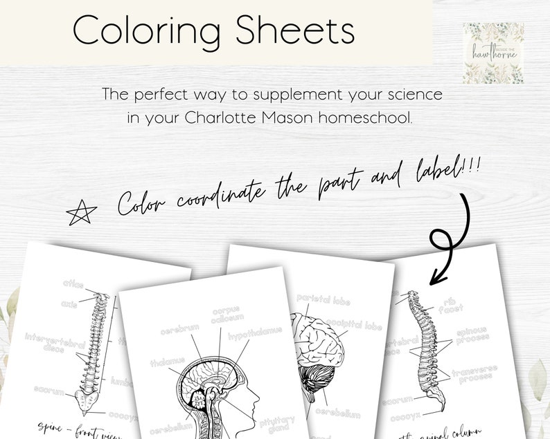 Human Anatomy Worksheets | Homeschool Science | Coloring Book ...