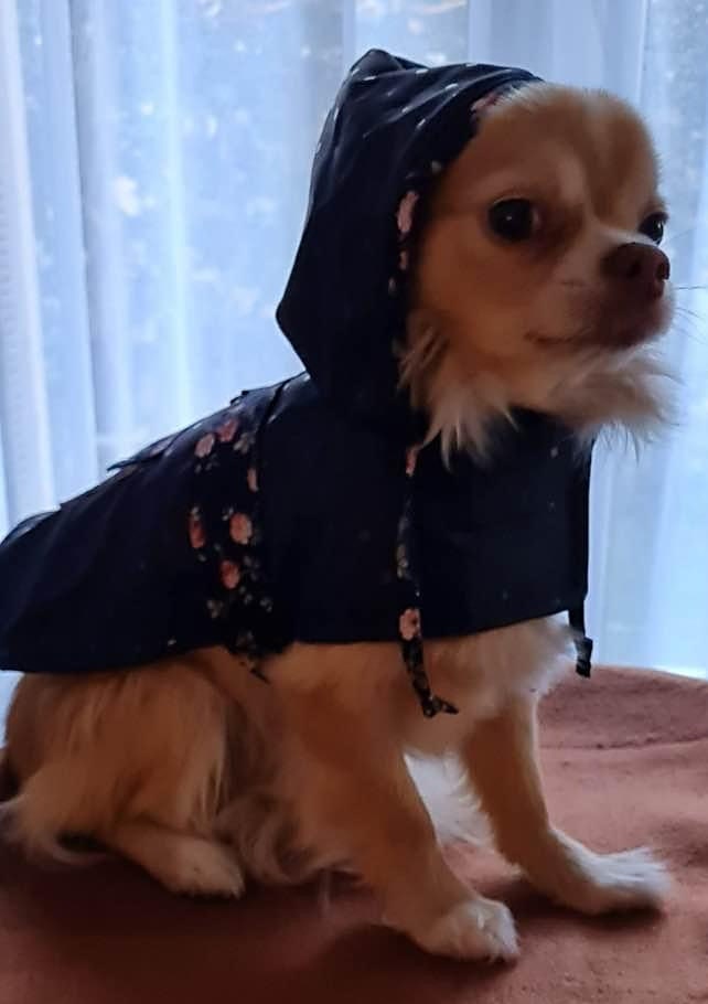 Friesian Mink in Blue...coat...rain Cape...cotton Lining...pets...toys ...