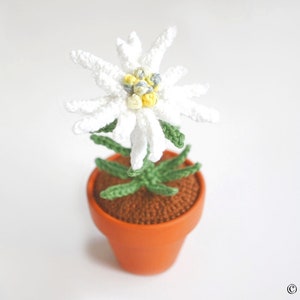 Crochet Pattern Edelweiss • Renirumi - Etsy