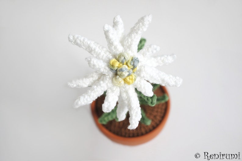 Crochet Pattern Edelweiss • Renirumi - Etsy