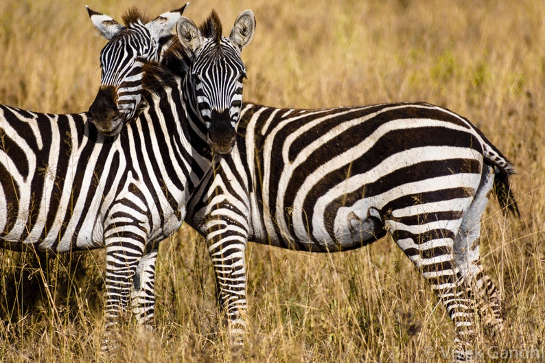Zebra's Hugging Zebra Africa Serengeti Wildlife - Etsy
