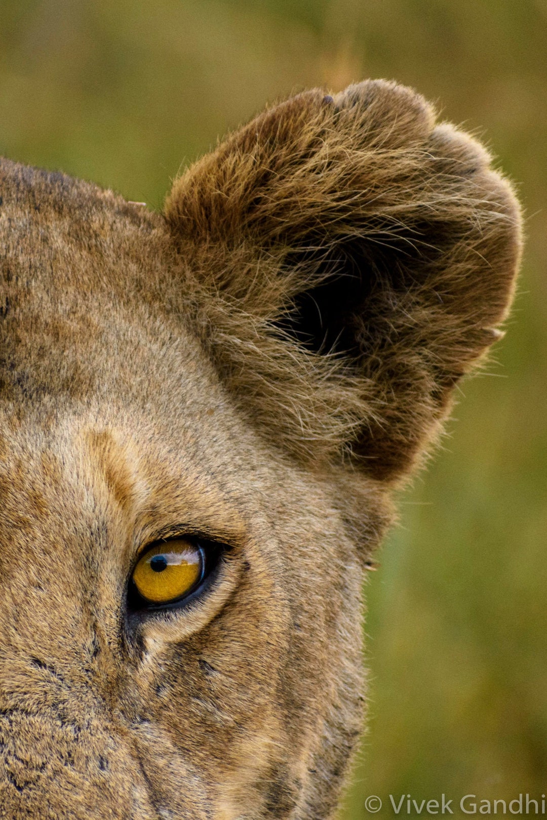 Lion Portrait Lion Eye Lioness Serengeti Tanzania Africa - Etsy