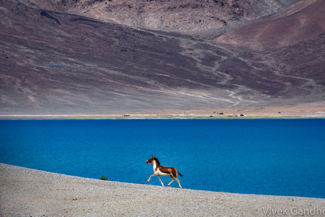 Kiang Ladakh Tso Pangong India Incredible India Landscape - Etsy