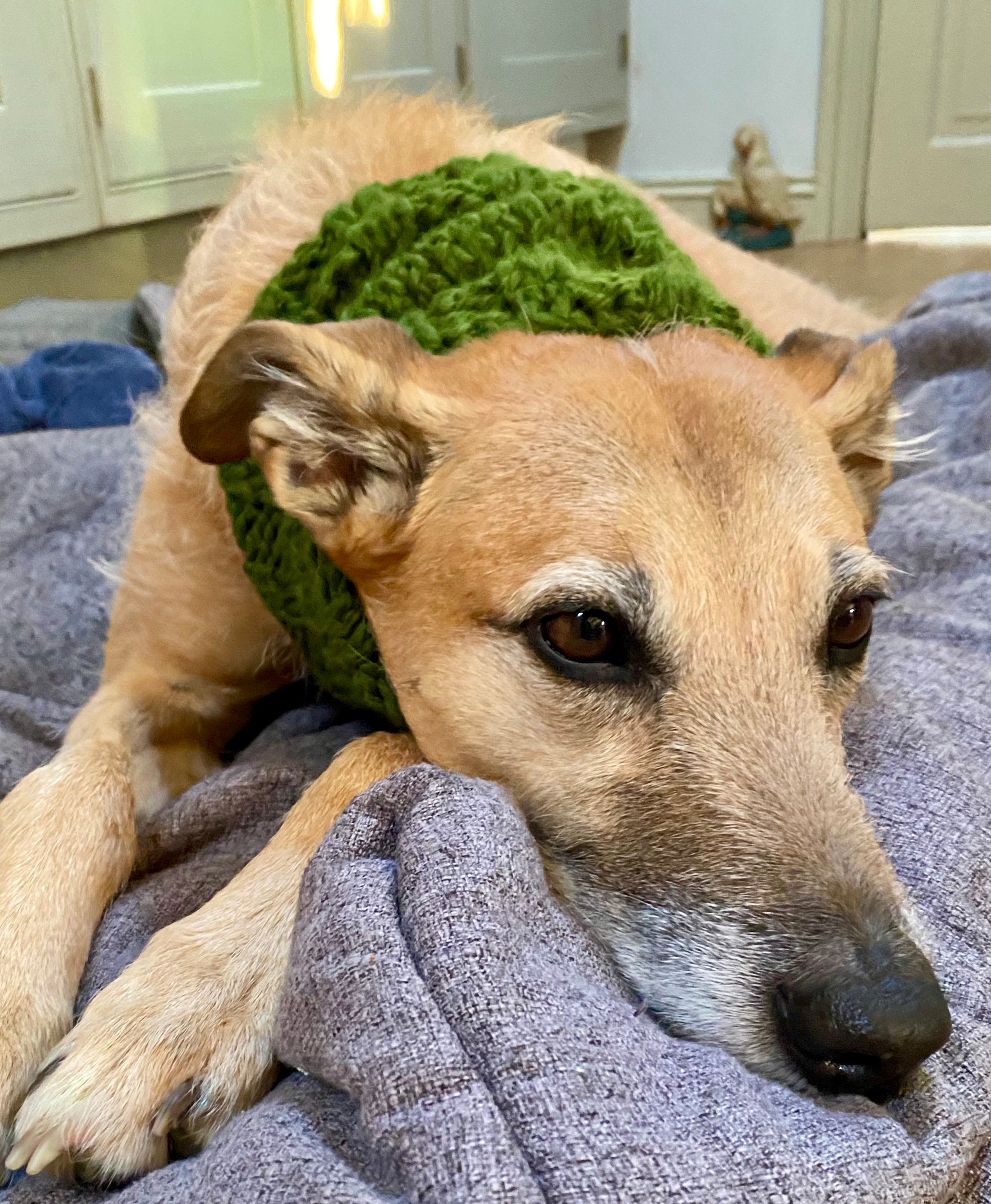 Chunky Knit Snoods Greyhound Lurcher Whippet - Etsy UK