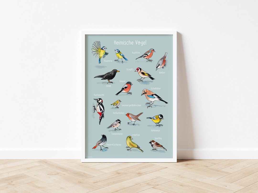 Bird Poster Children's Room *native Birds*, Ecological Print - Etsy