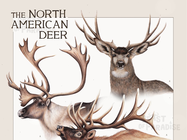 The North American Deer Poster, A3 Poster, Scientific Illustration ...