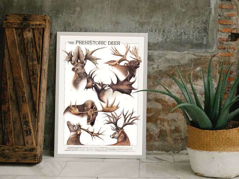 The Prehistoric Deer Poster, A3 Posters, Scientific Illustration, Gift ...