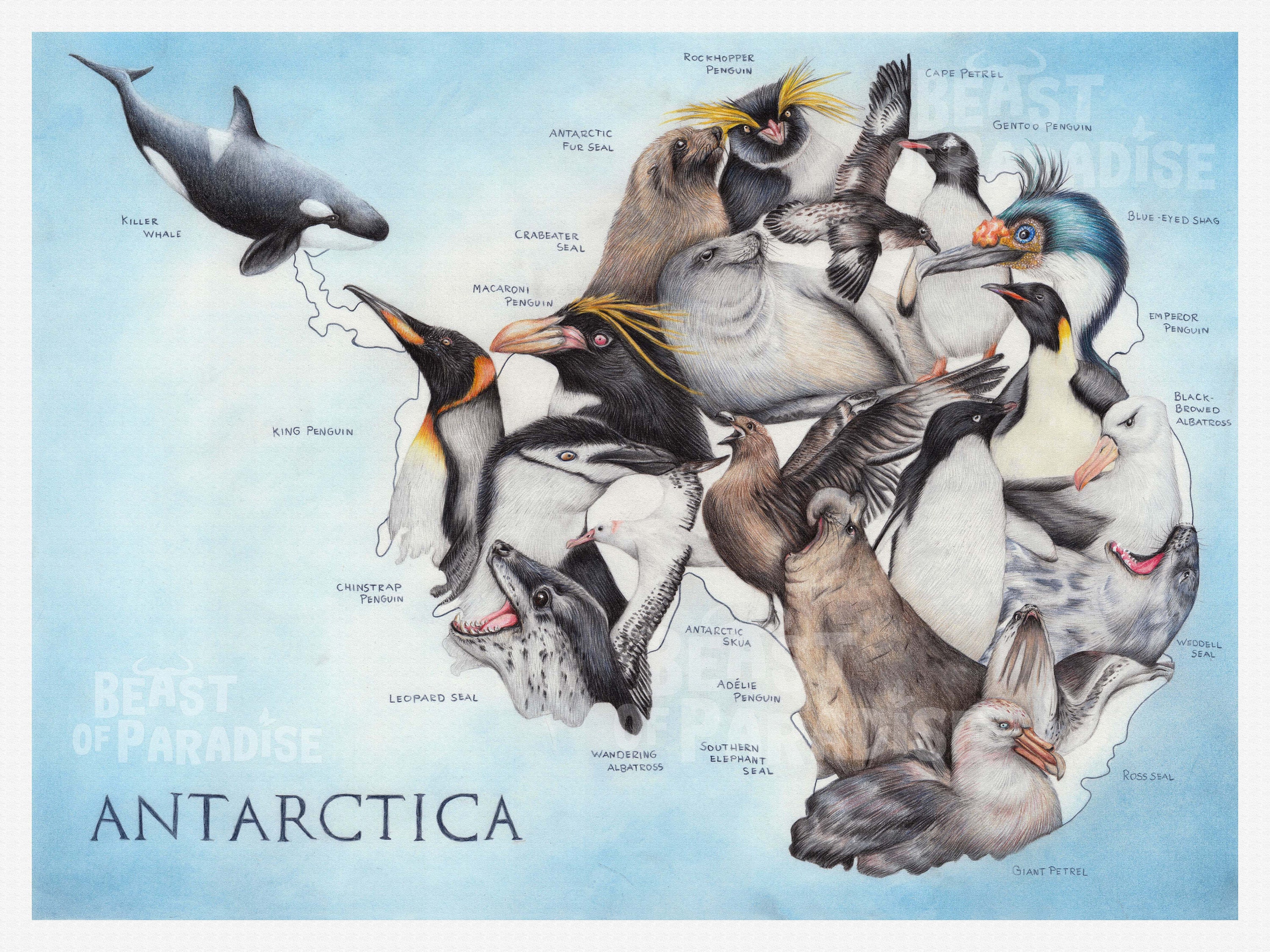Wildlife of Antarctica 30 X 40 Cm Map Art Print Animal Map - Etsy