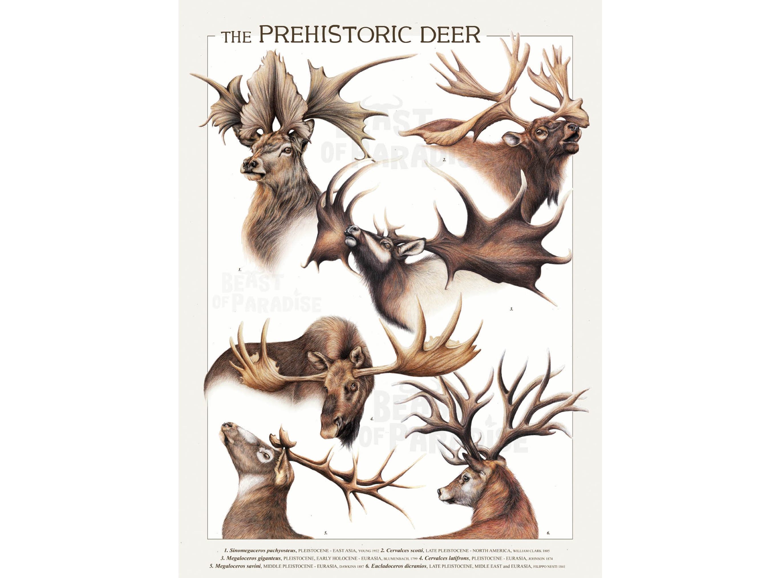 Prehistoric Deer
