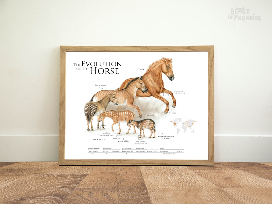 Horse Evolution Timeline