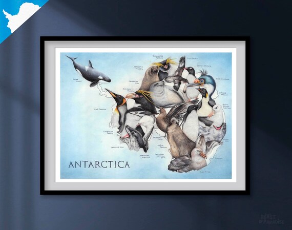 Wildlife of Antarctica 30 X 40 Cm Map Art Print Animal Map - Etsy