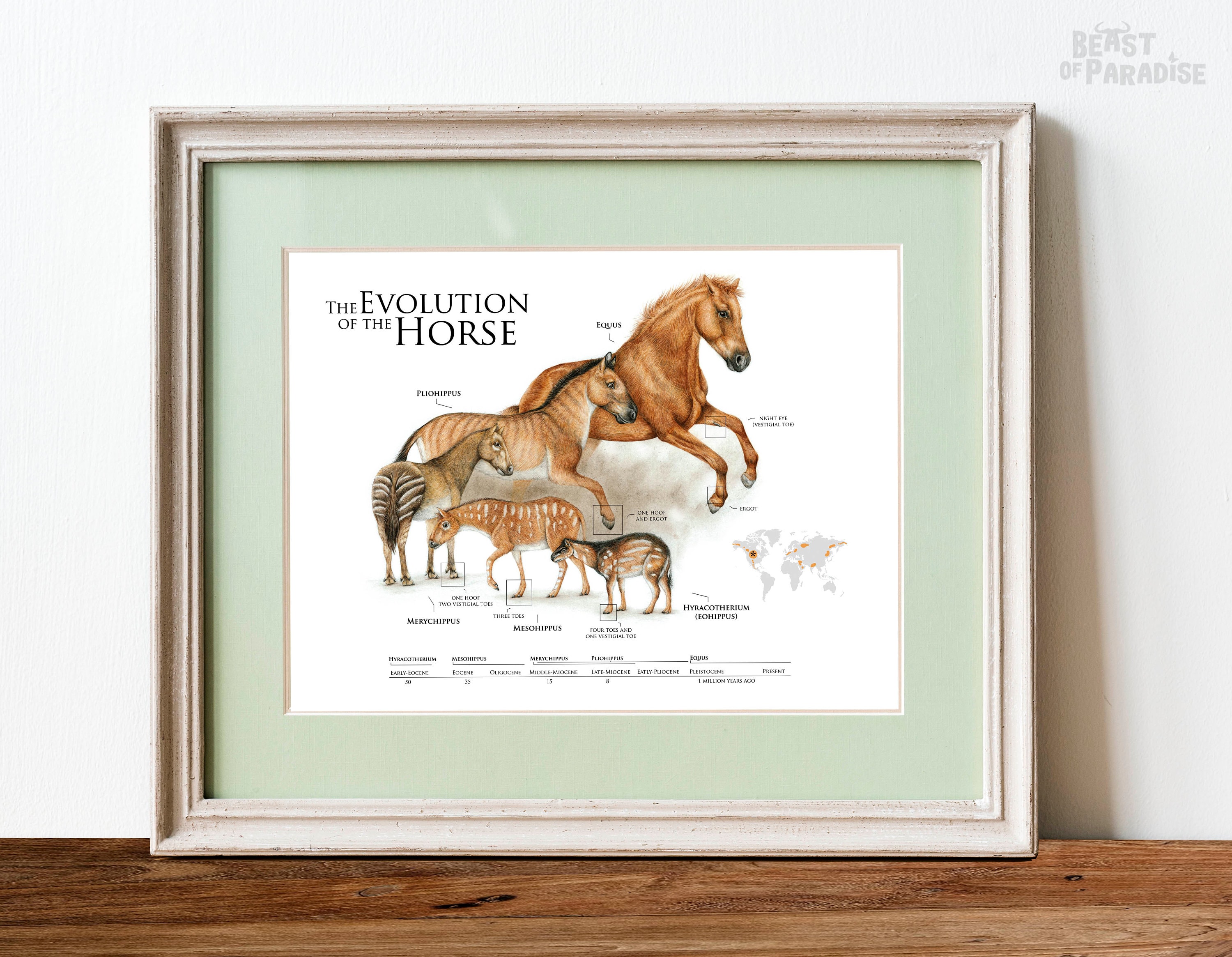 The Evolution of the Horse, Horse Poster, Scientific Illustration ...