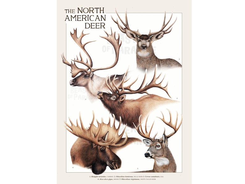 The North American Deer Poster A3 Poster Scientific - Etsy