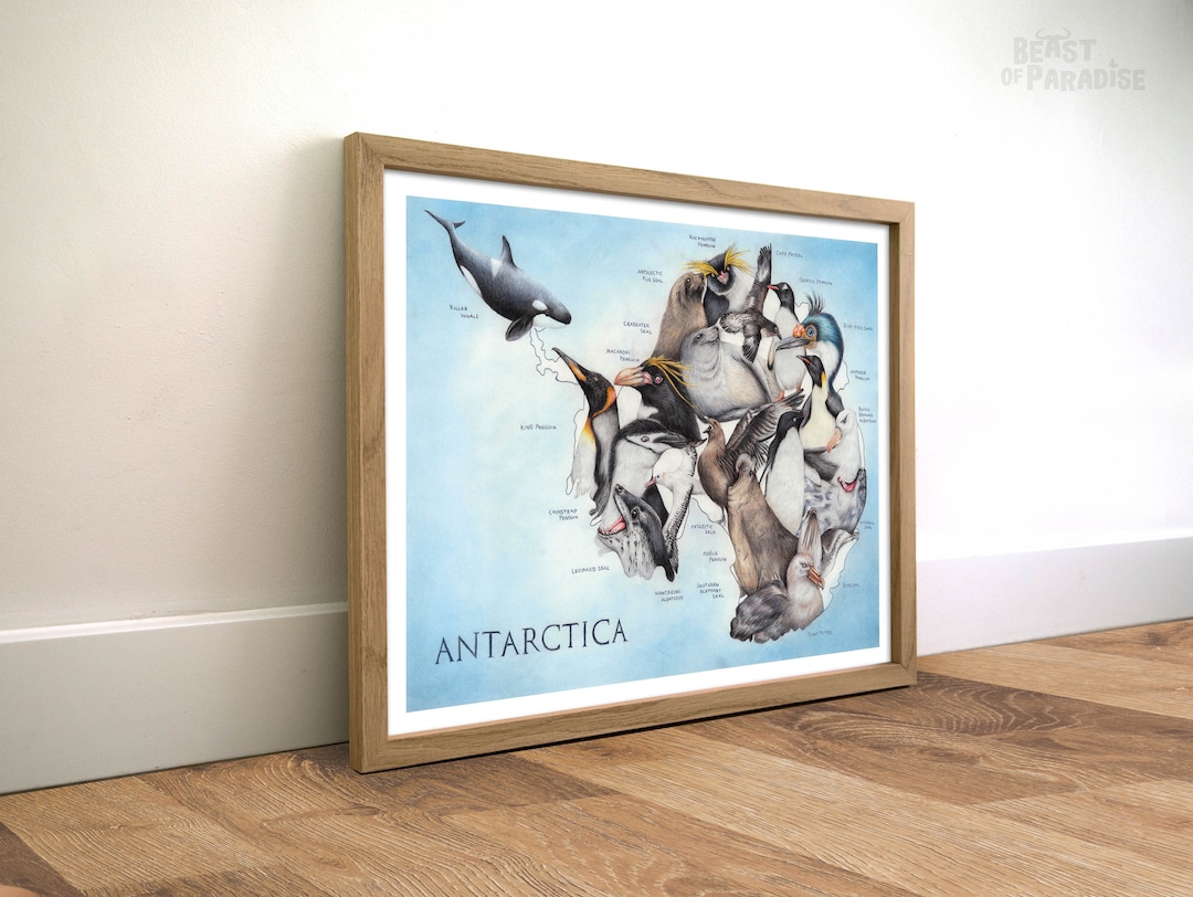 Wildlife of Antarctica, 30 X 40 Cm, Map Art Print, Animal Map Wall ...