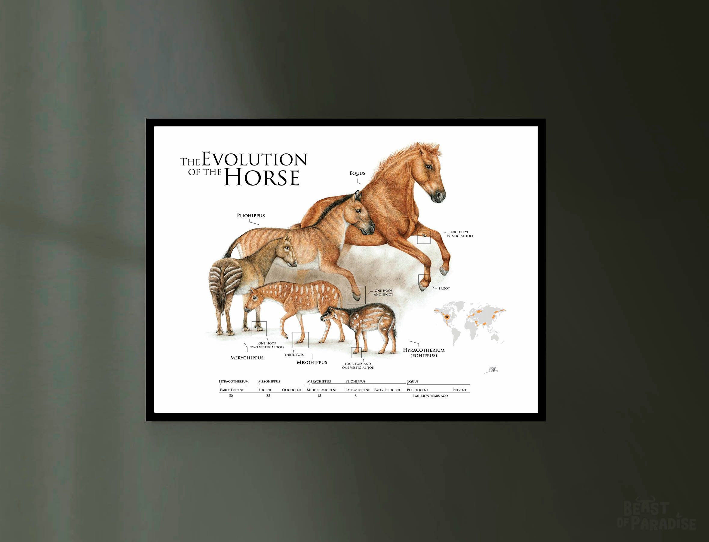 The Evolution Of Horses