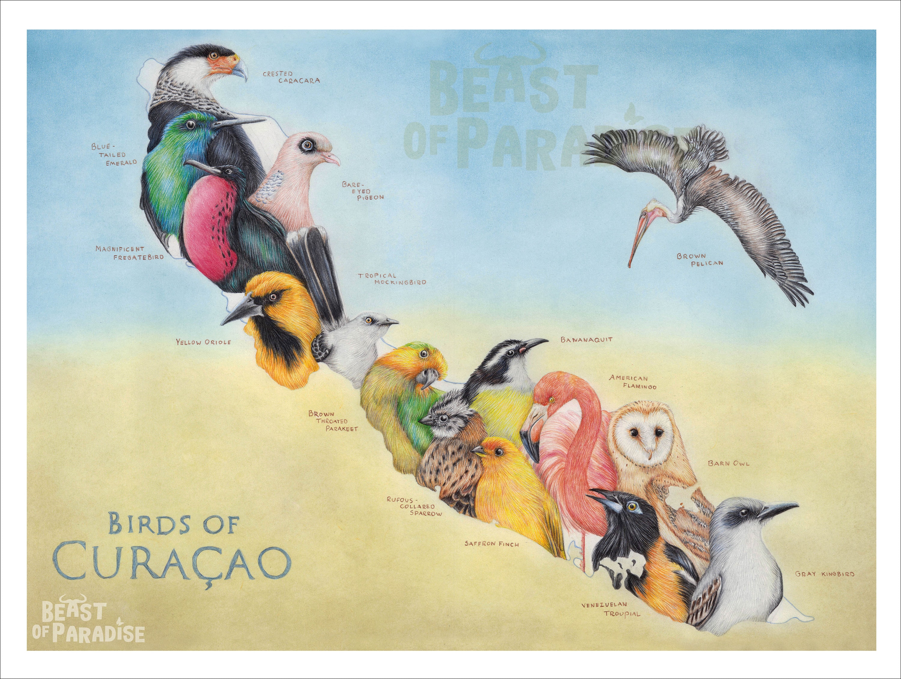 Birds of Curacao 30 X 40 Cm Map Art Print Animal Map Wall - Etsy UK